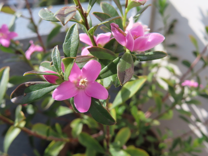 サザンクロス: 砂時計