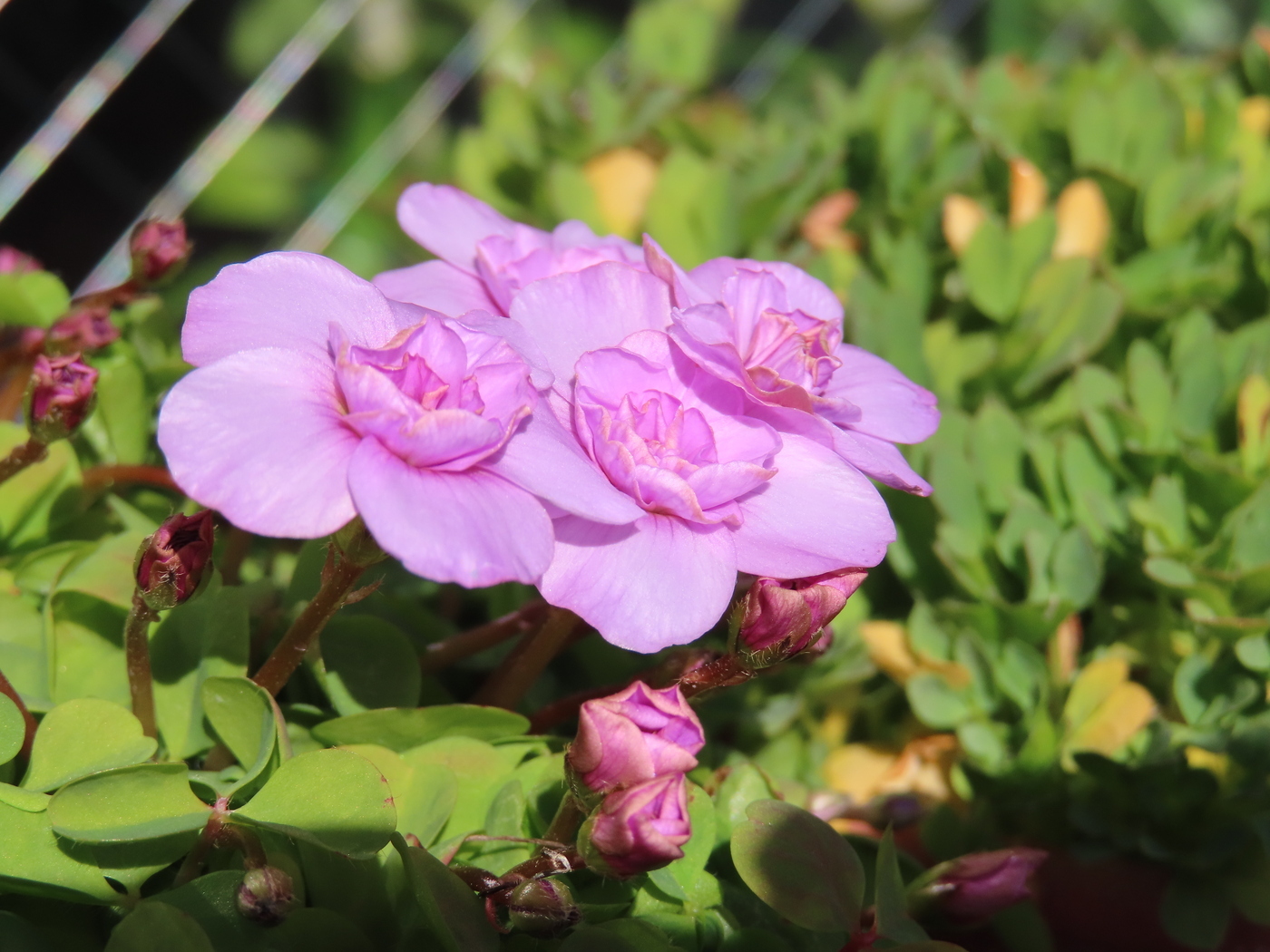 オキザリス・ポンポン: 砂時計