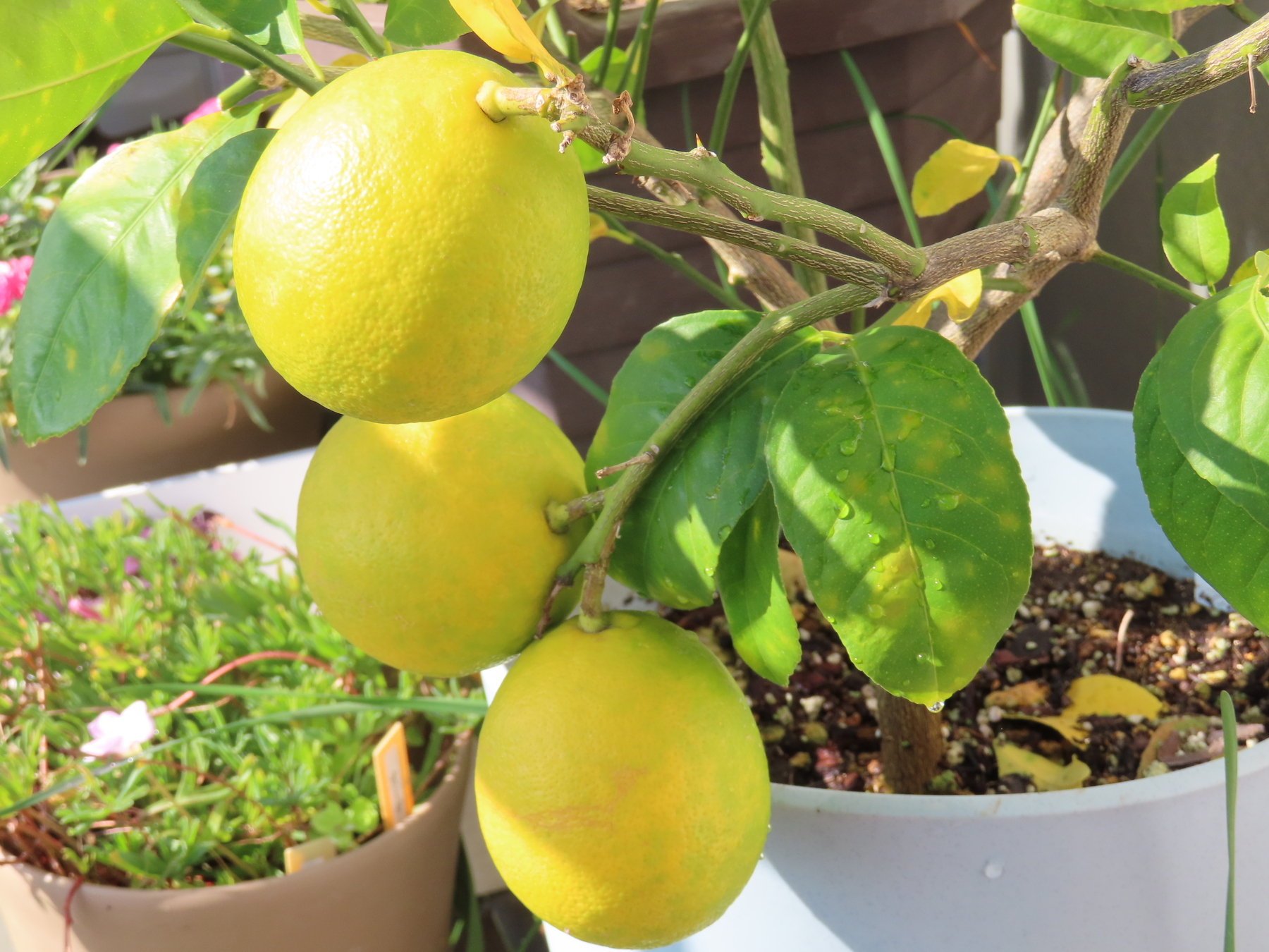 レモンの実: 砂時計