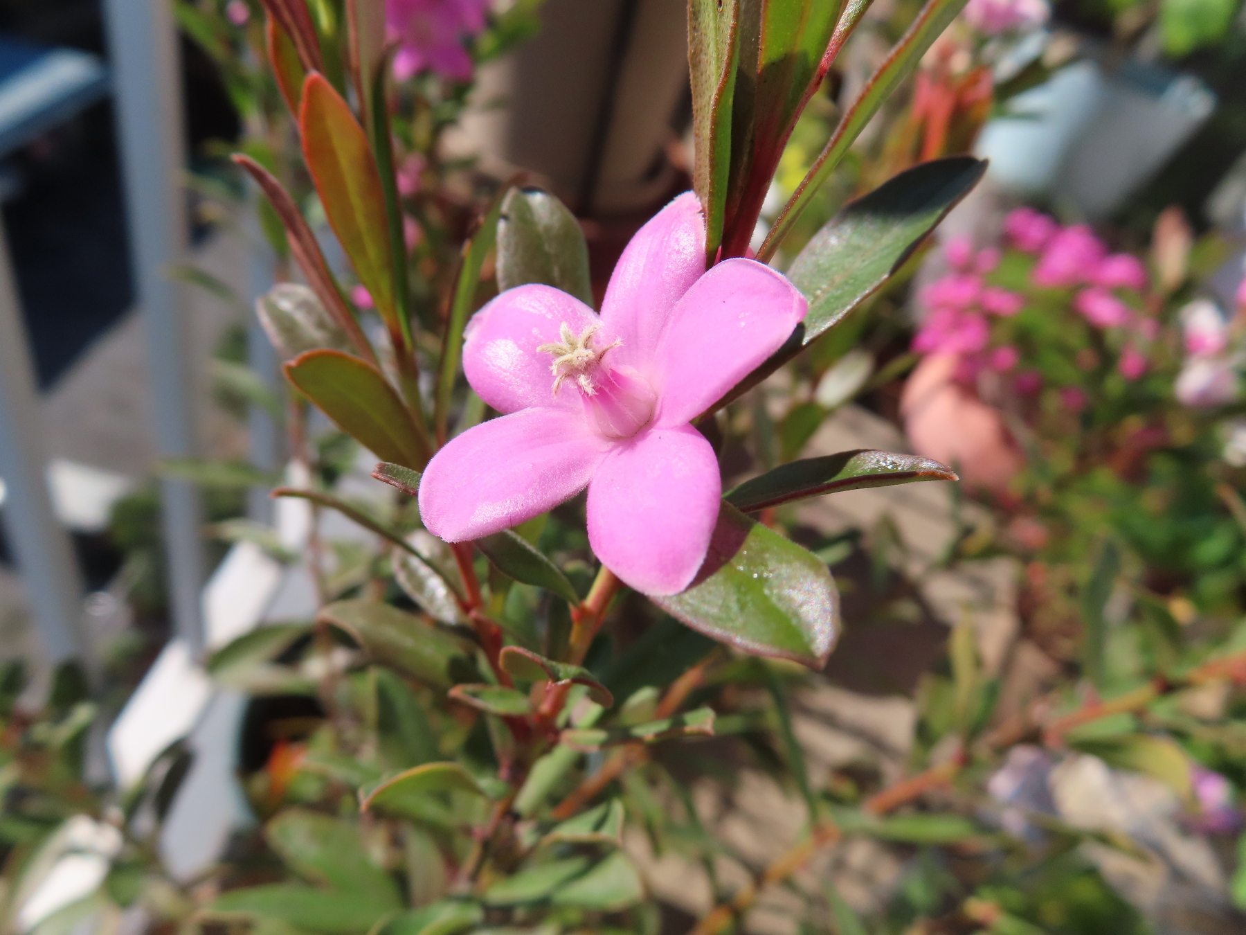 サザンクロス: 砂時計