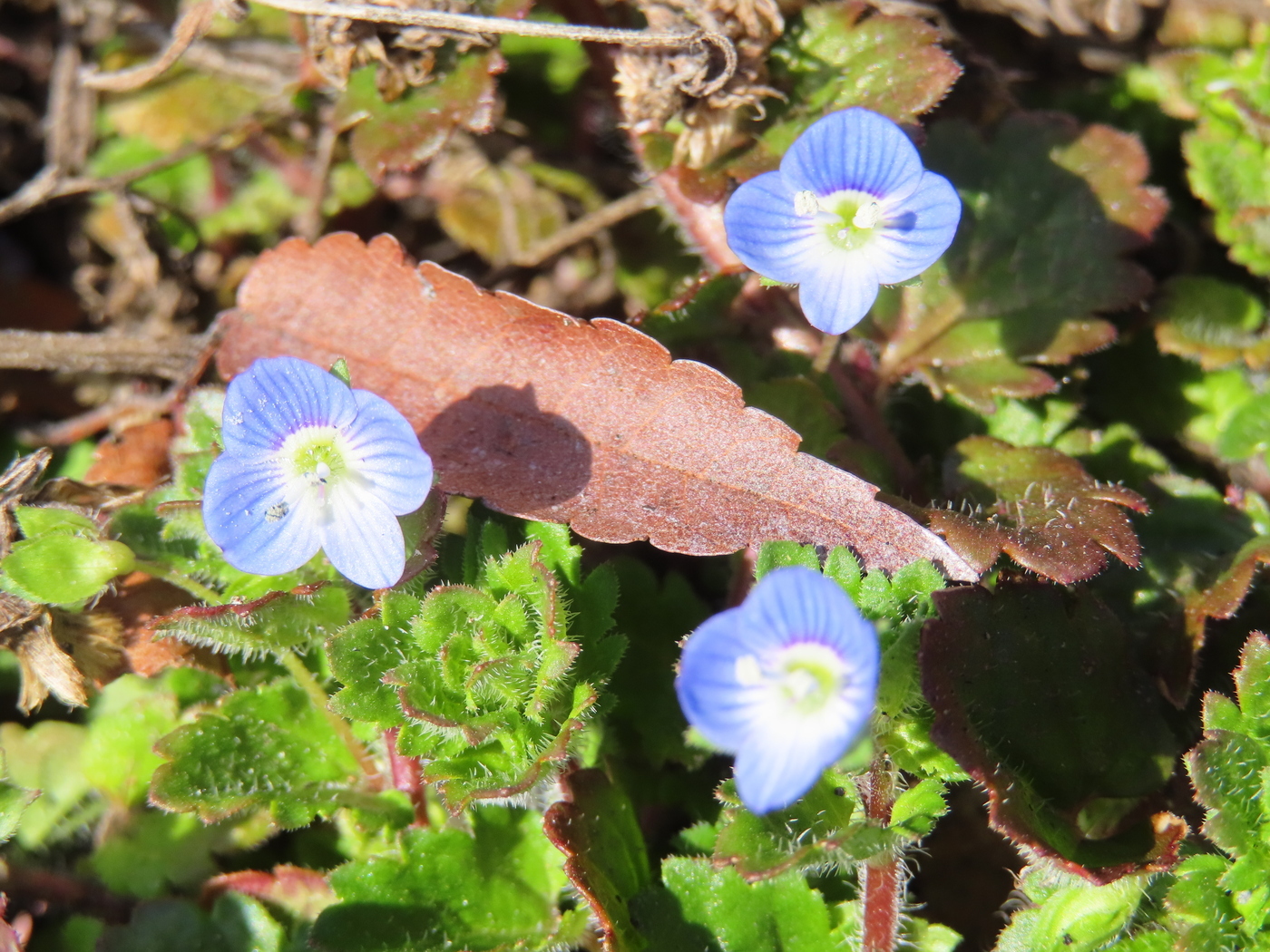 オオイヌノフグリ: 砂時計