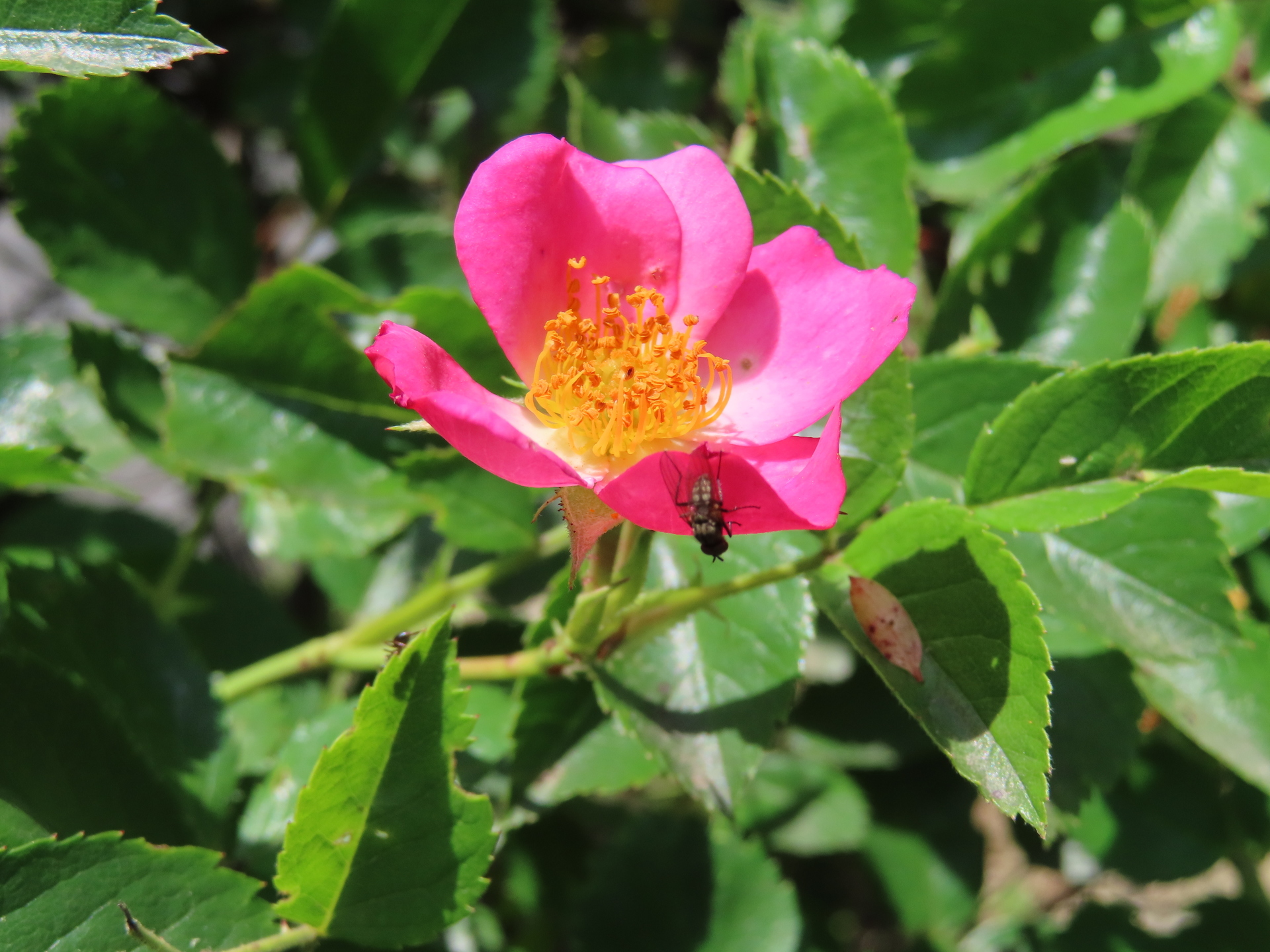 バラ・マジカルミラクル: 砂時計