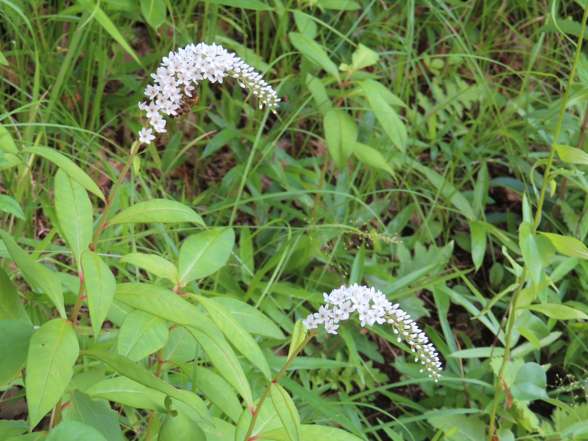 オカトラノオ: 砂時計