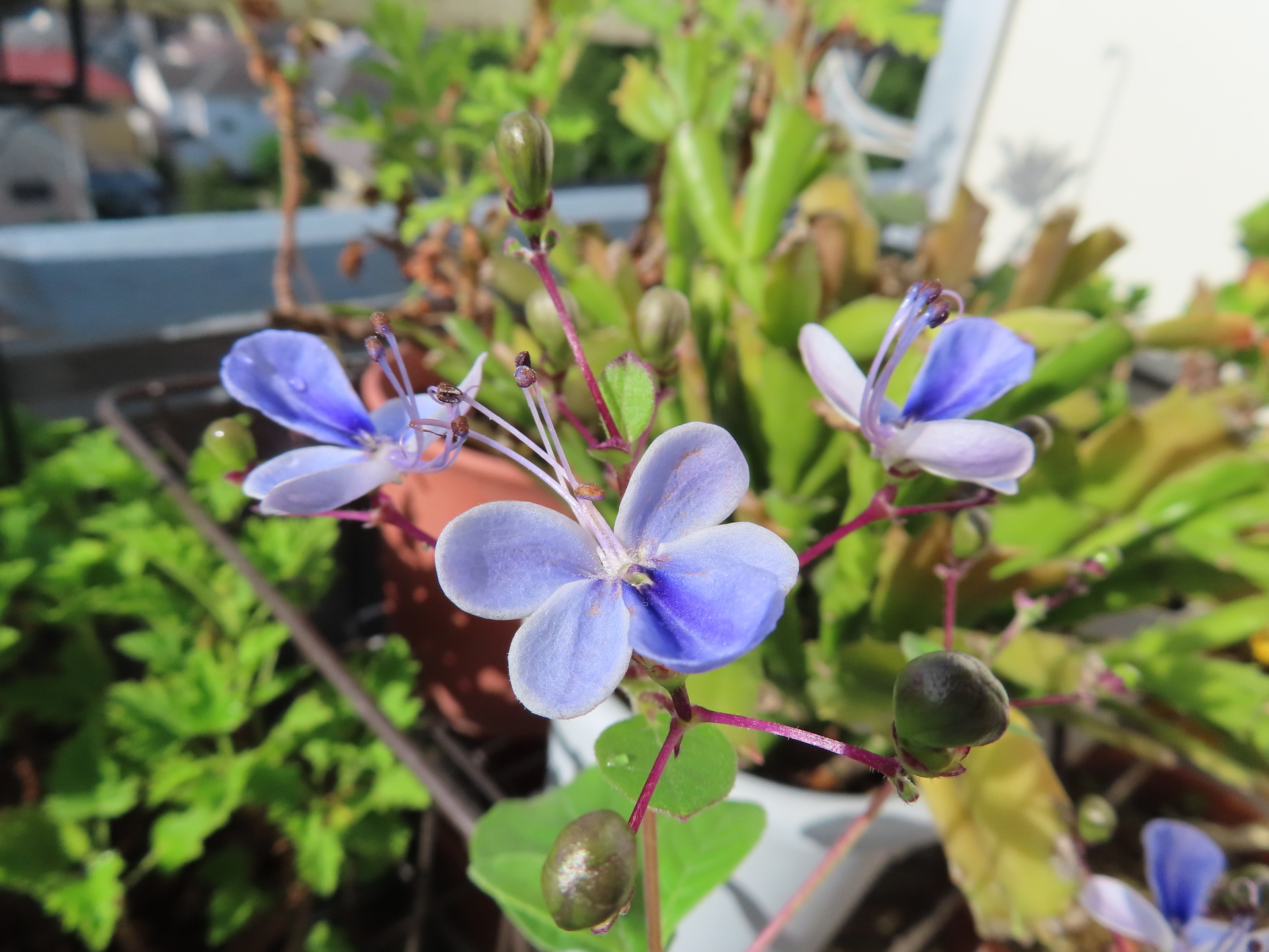 ブルーバタフライ: 砂時計