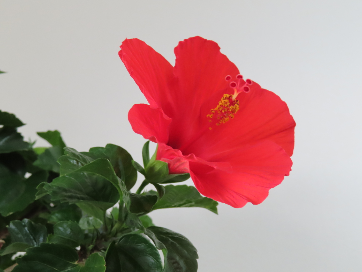 フィットニアの花: 砂時計